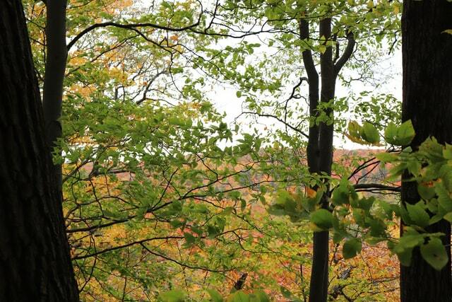 Posts | Ottawa Lookout