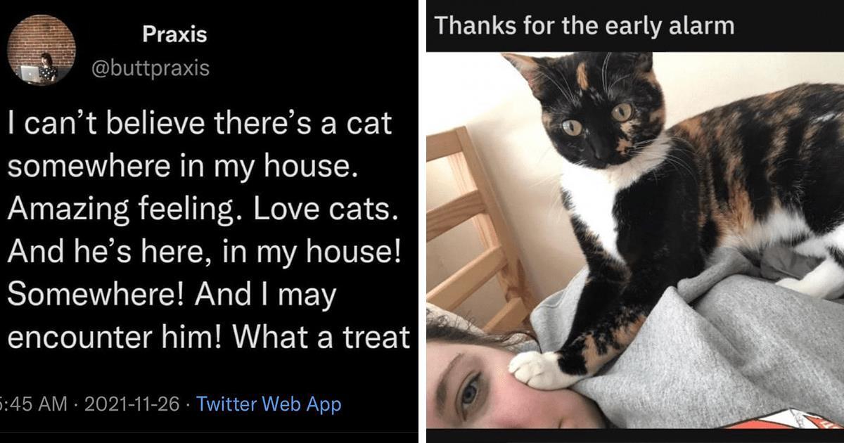 Spicy Cat Memes Purrfect For Caturday 🌶️😹