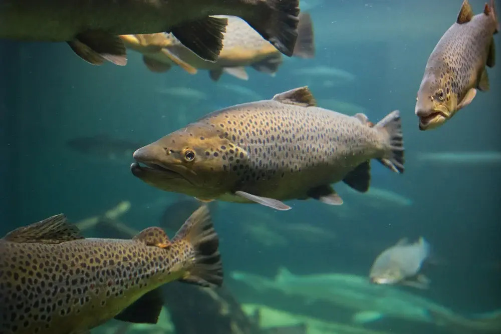 Trout vs. Salmon: What’s the Real Connection?