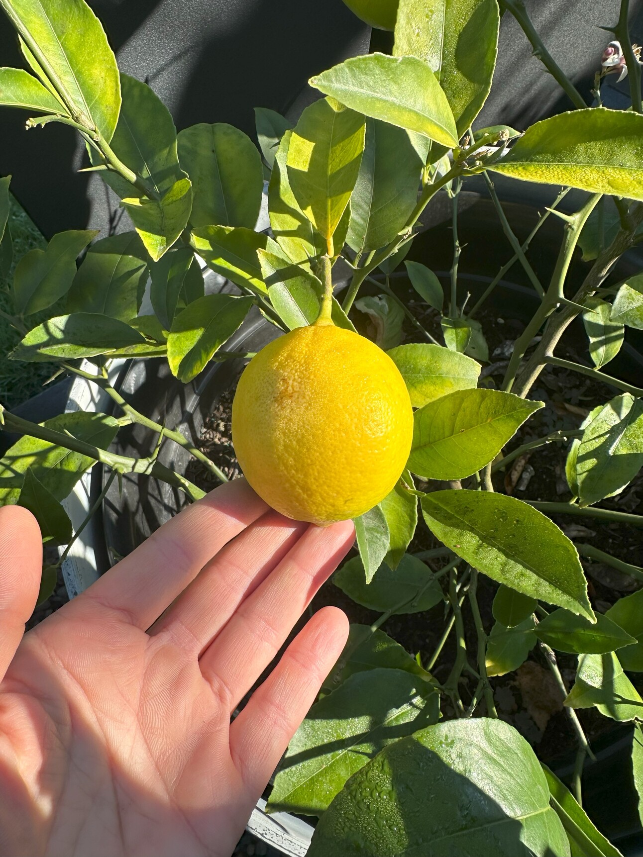 Meyer Lemon (Harvest) Dip
