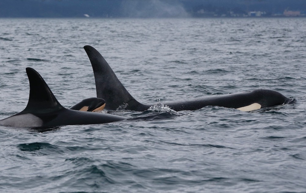 April 12 - Orca boom in 2025