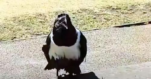 Talking Crow Goes Viral For Sweet Saying