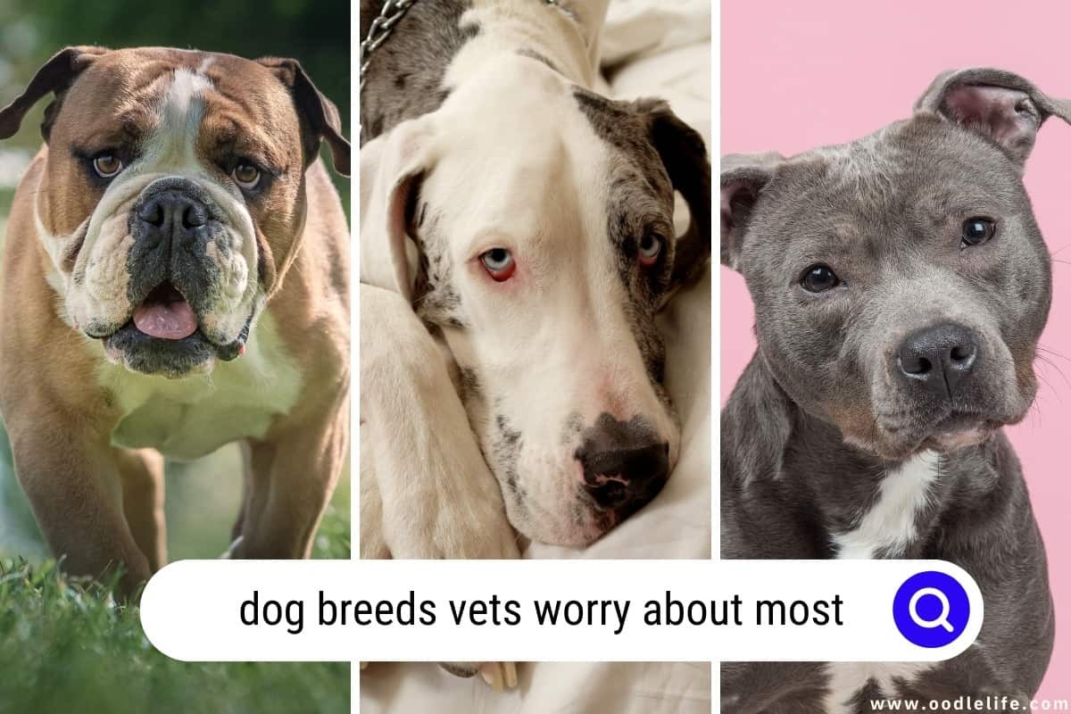 Dog Breeds Vets WORRY About Most (with Photos)