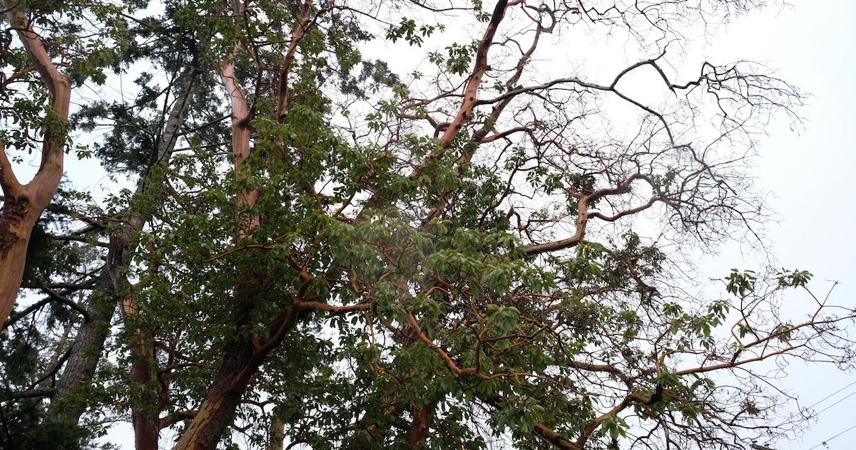 How to save an urban tree