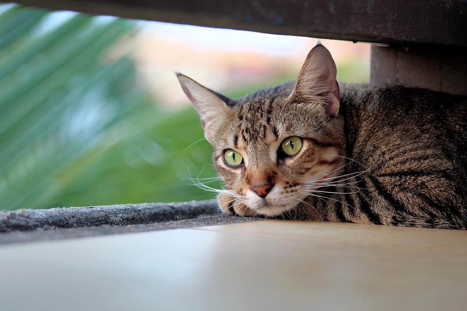 How to Tell If Your Cat Has Allergies | Signs & Treatment