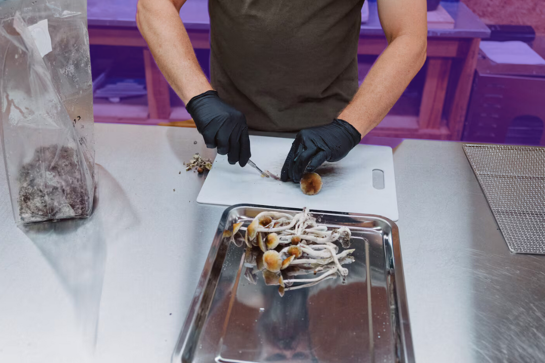 🍄 Should shrooms be legal?