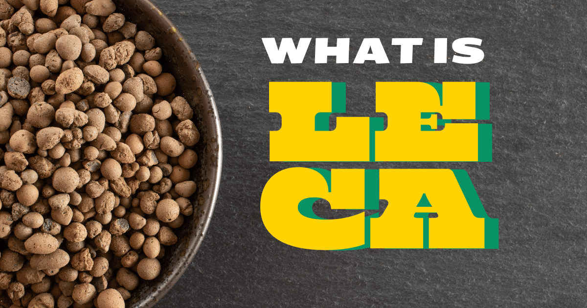 What is LECA? 💦 🔮