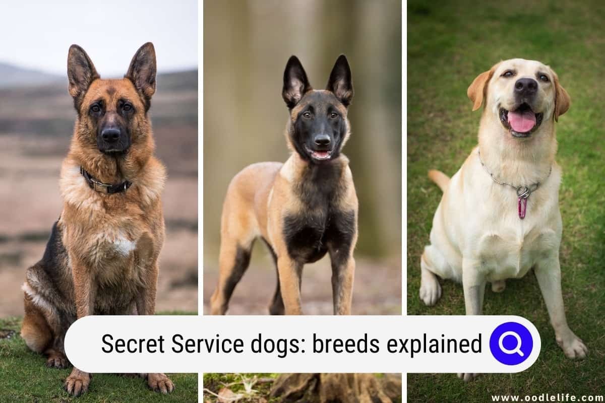 Secret Service Dogs: Breeds Explained (with Photos)