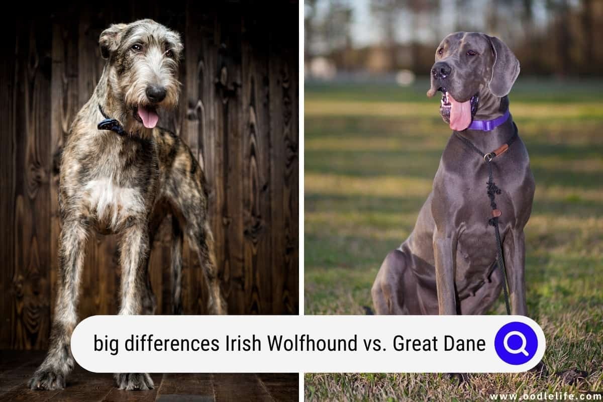 Big Differences Between Irish Wolfhound vs Great Dane (Photos)