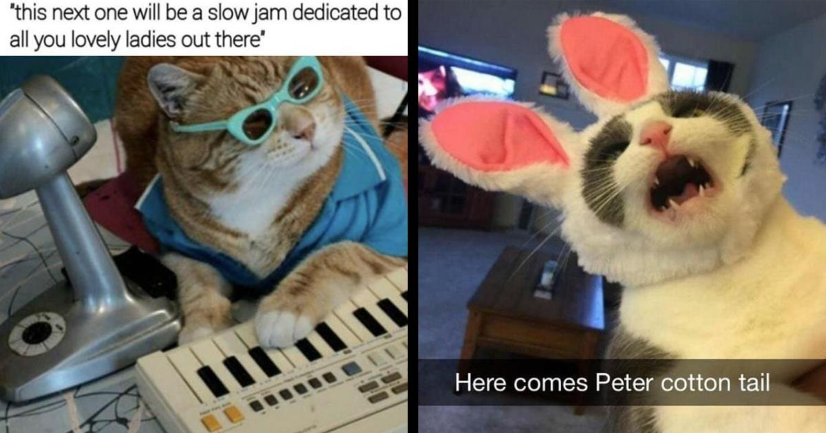 30 Glitched Out Goofy And Derpy Cat Memes 😹