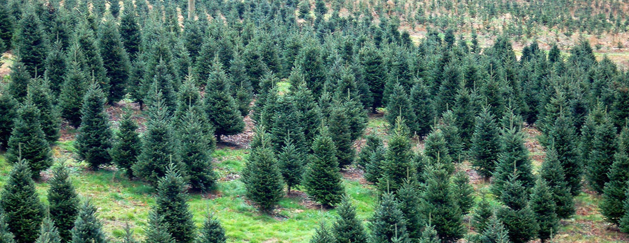 How Climate Change Affects Christmas Tree Production