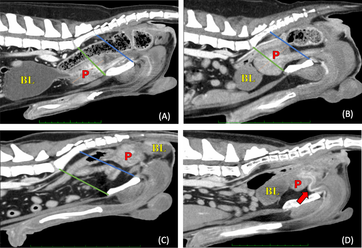 What are the prostatic changes in dogs with perineal hernias?