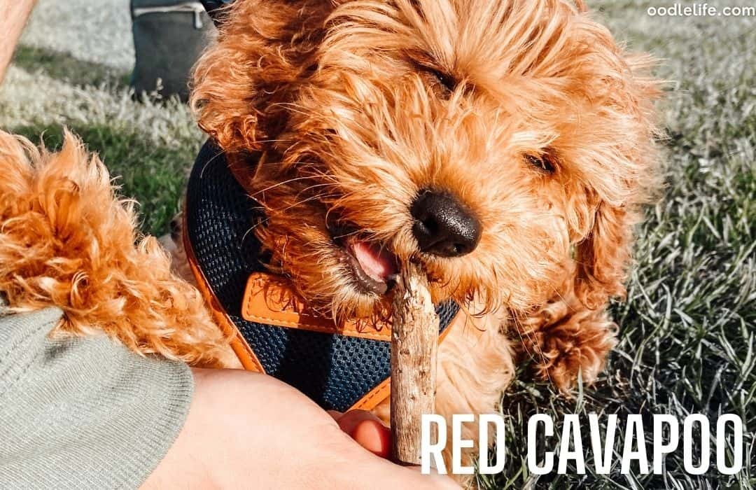 Cavapoo Colors (with Photos including Tricolor)