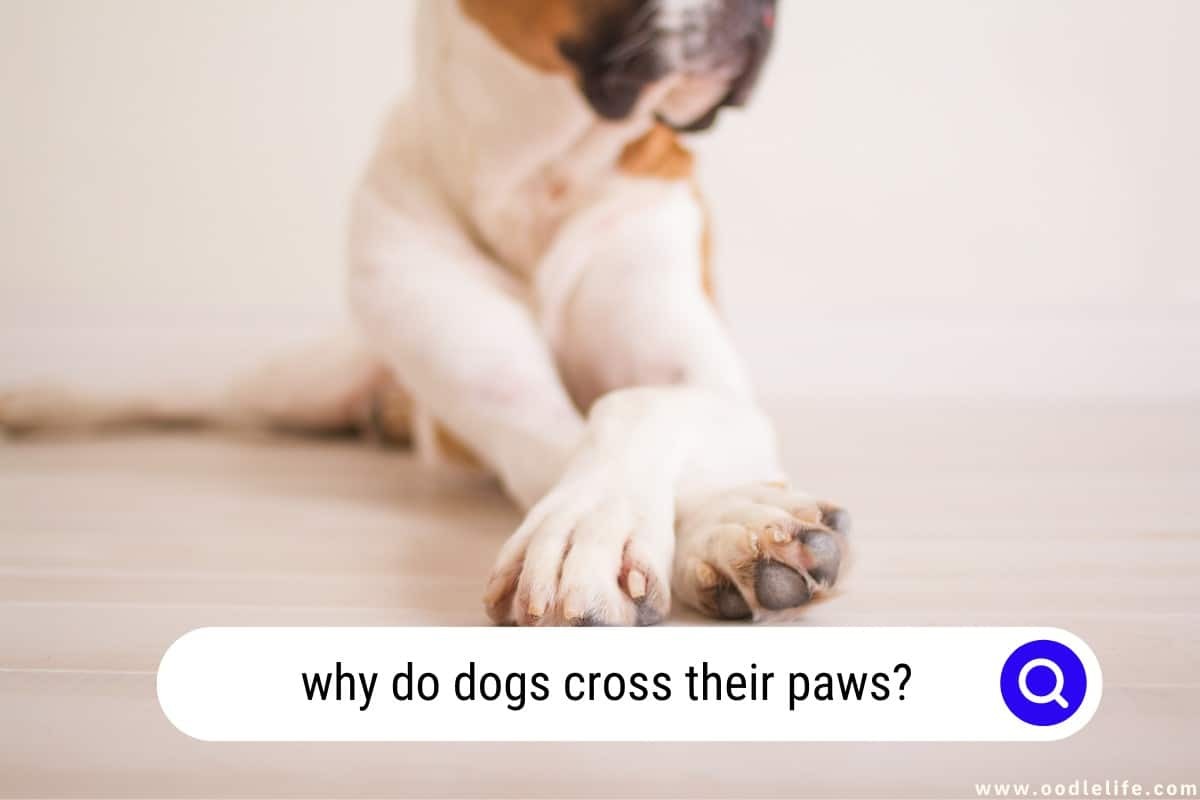Why Do Dogs Cross Their Paws? [Explained]