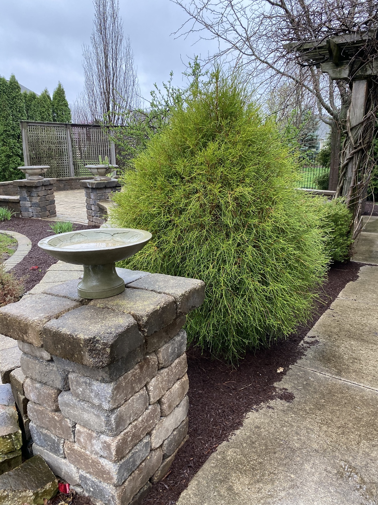The Best 10 Yellow Evergreens and Every Plant Has Value (or at least ...