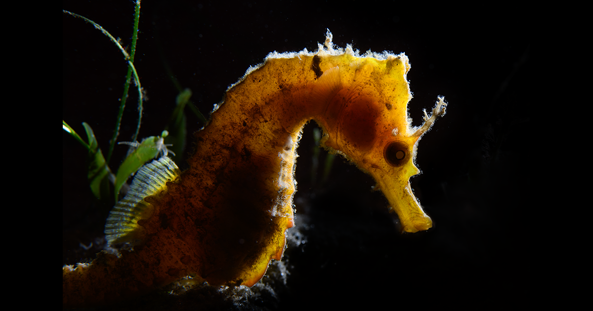 Mastering Strobe Positioning Techniques for Stunning Underwater Photography