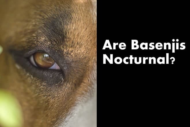 Are Basenjis Nocturnal – Basenji Behaviour Patterns