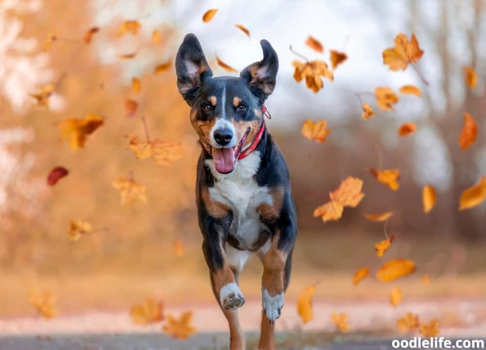How High Can Dogs Jump? [Stats]