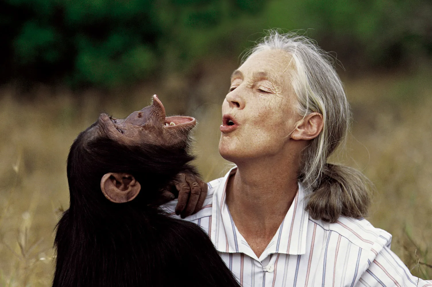 Today In The Fucked World: Jane Goodall, I Love You