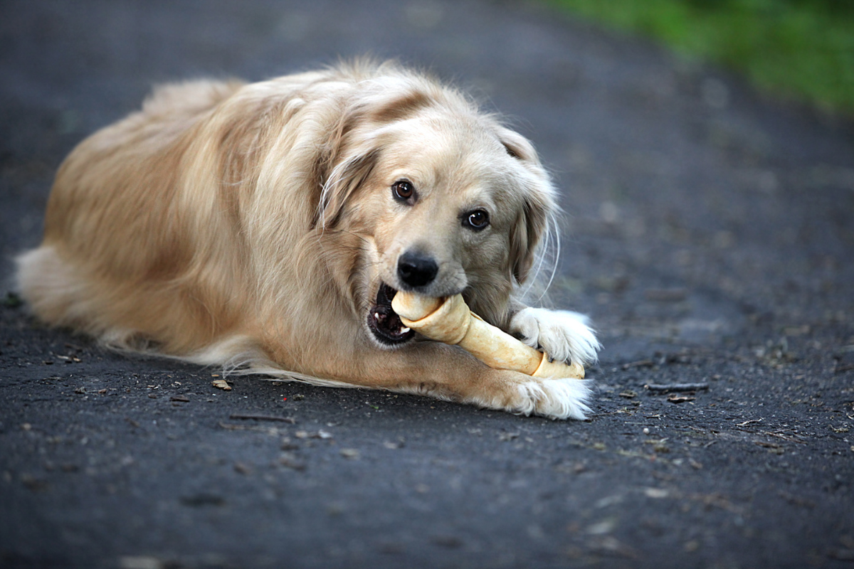 🐾 Is Your Dog Overweight? How to Tell and What to Do About It 🍎🥗