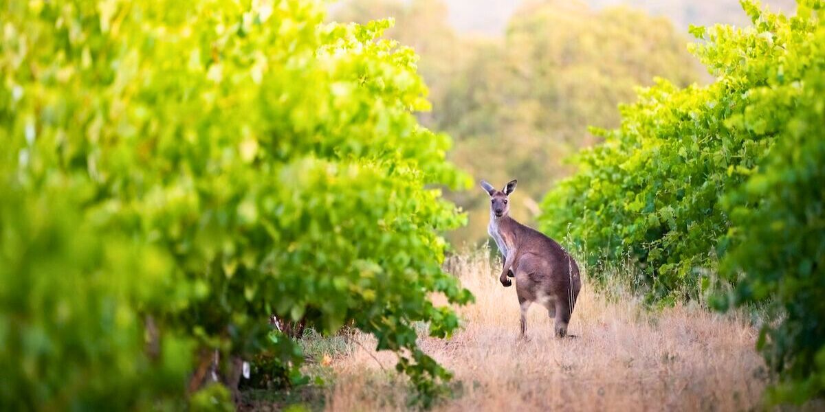 This $16 Wine Flight Could Win You a Free Seat on United’s New San ...