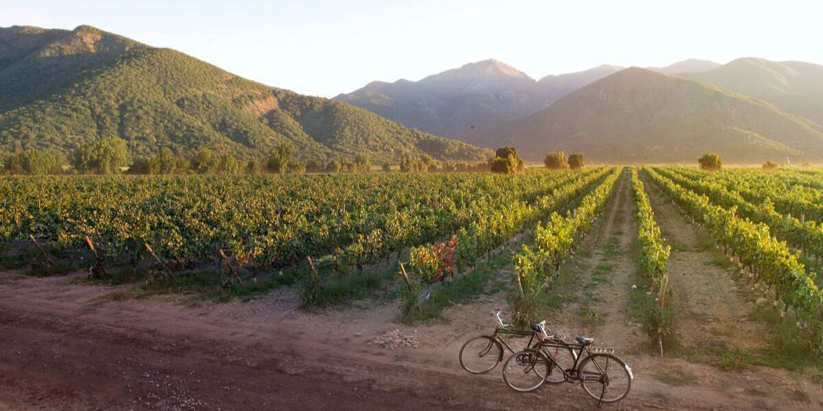 Outdoor: The 7 Best Italy Wine Tours for Cycling Your Way Through Vineyards