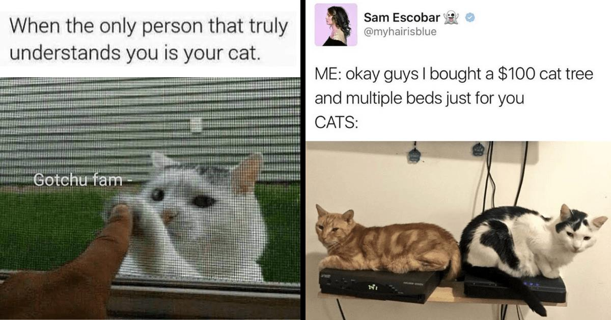 Hissterical Cat Memes For Hoomans On Hiatus 😹