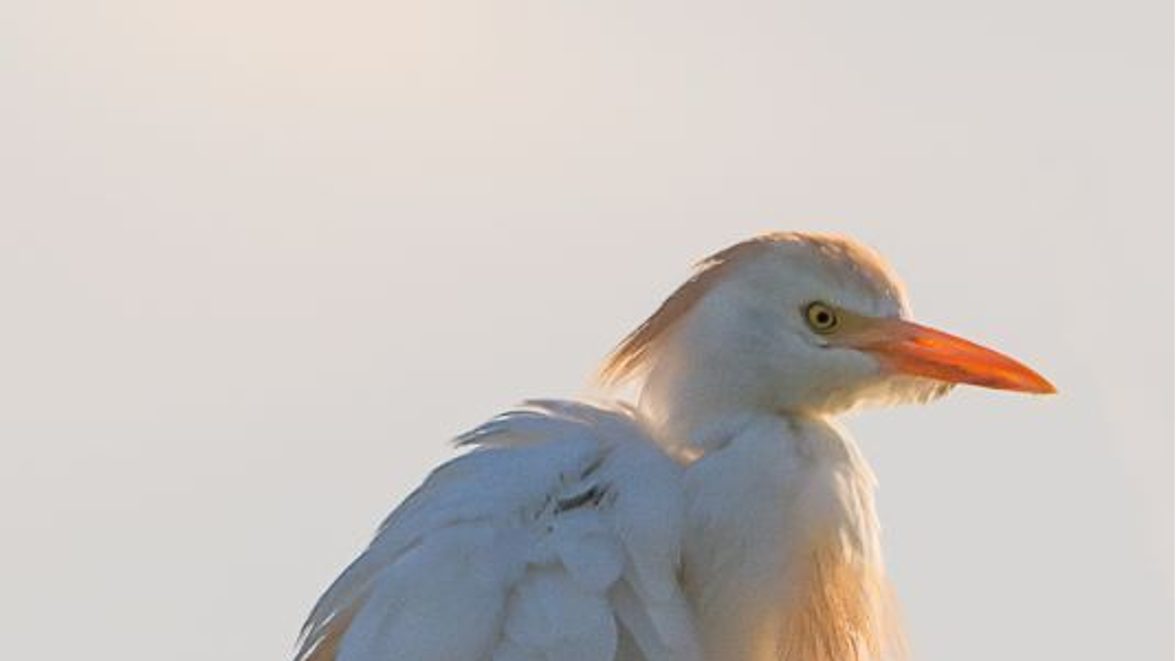 Backlighting Is A Major Concern For Bird Photographers