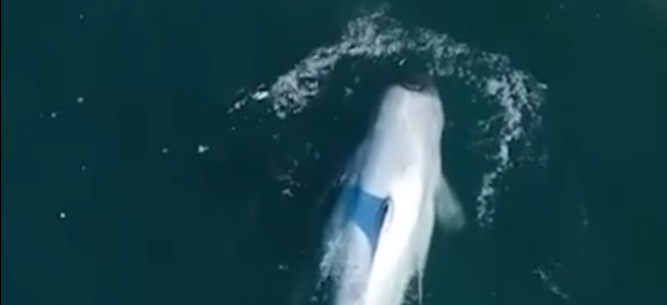 A Mesmerizing Encounter with the Rare White Orca
