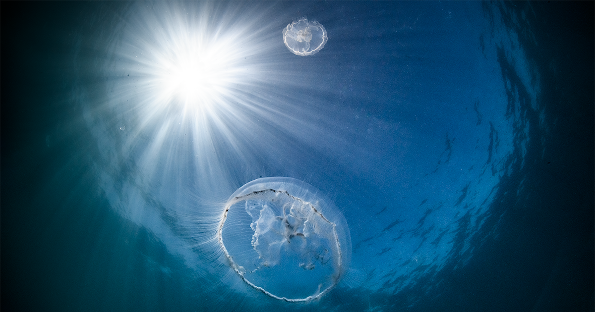 Harnessing Light: Mastering Sunballs, Sunrays, and Sunbursts in ...