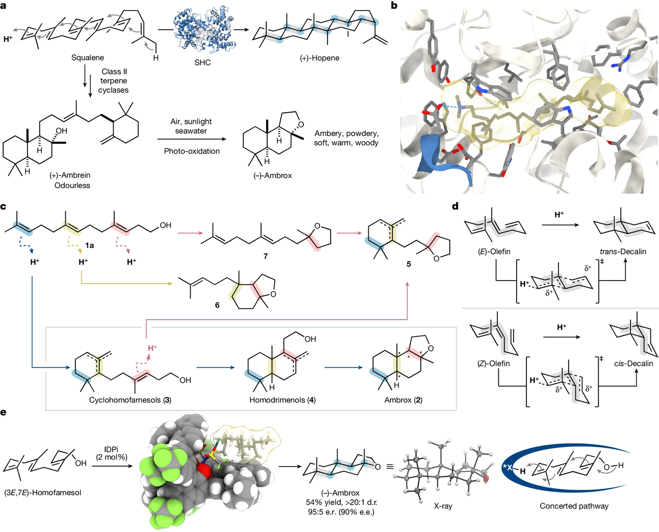 Biomimetic Polyene Cyclisations