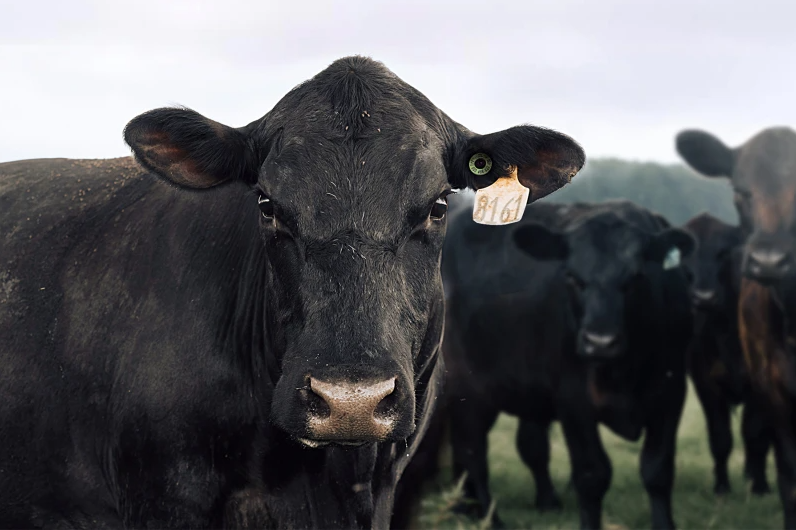 📊 Traceability: Beef’s First Line of Defense