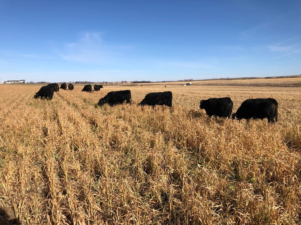 🌿 Maximizing Grazing Gains This Winter