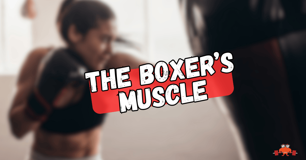 The Boxer’s Muscle