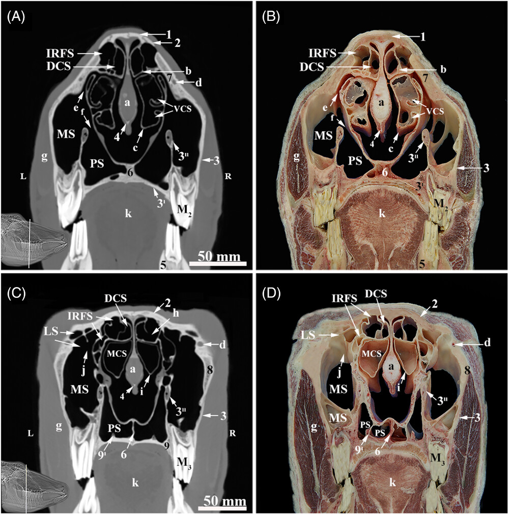 CT Anatomy of Paranasal Sinuses in Holstein Cows