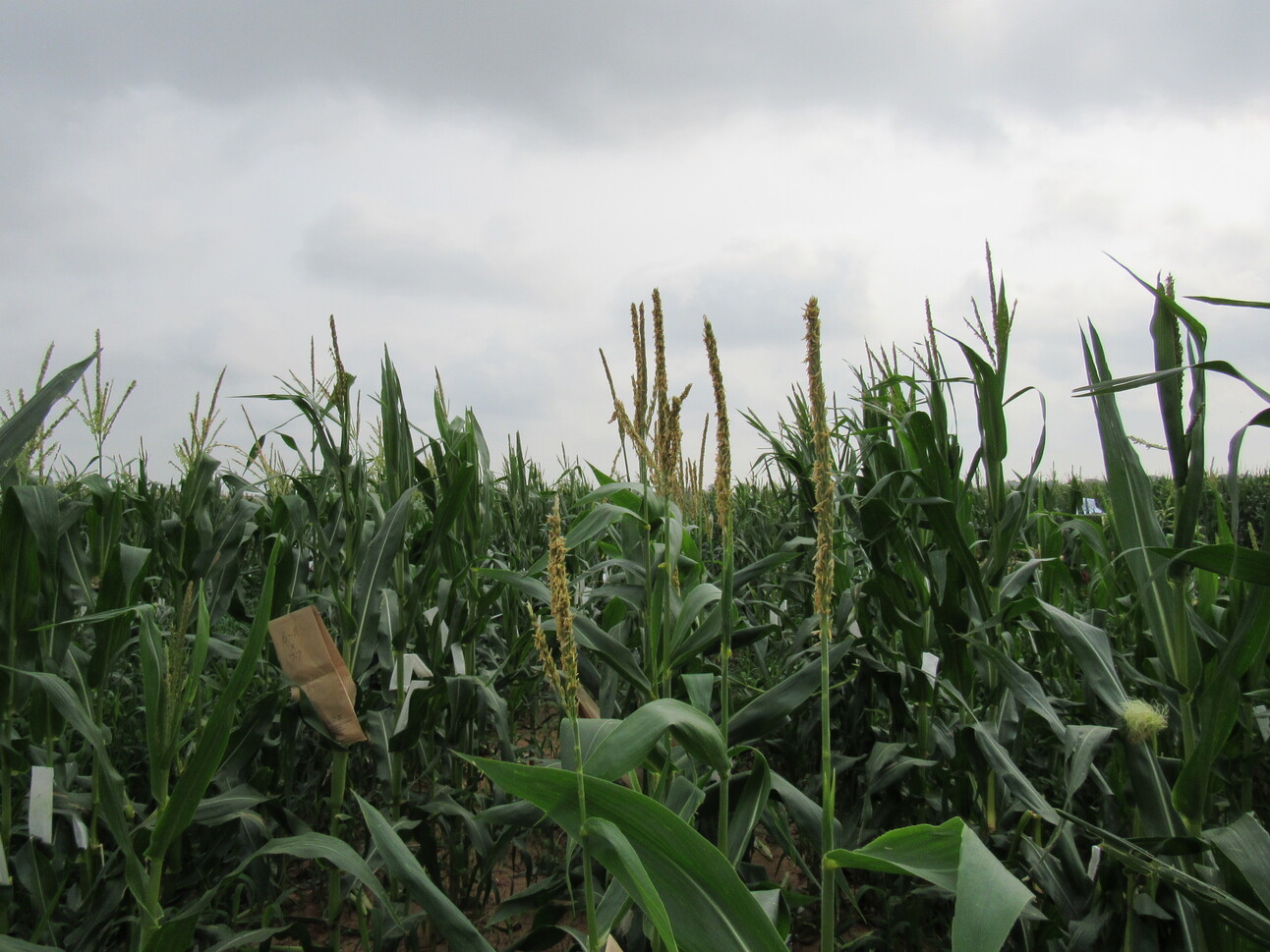 Robigalia Roundup XXXIII