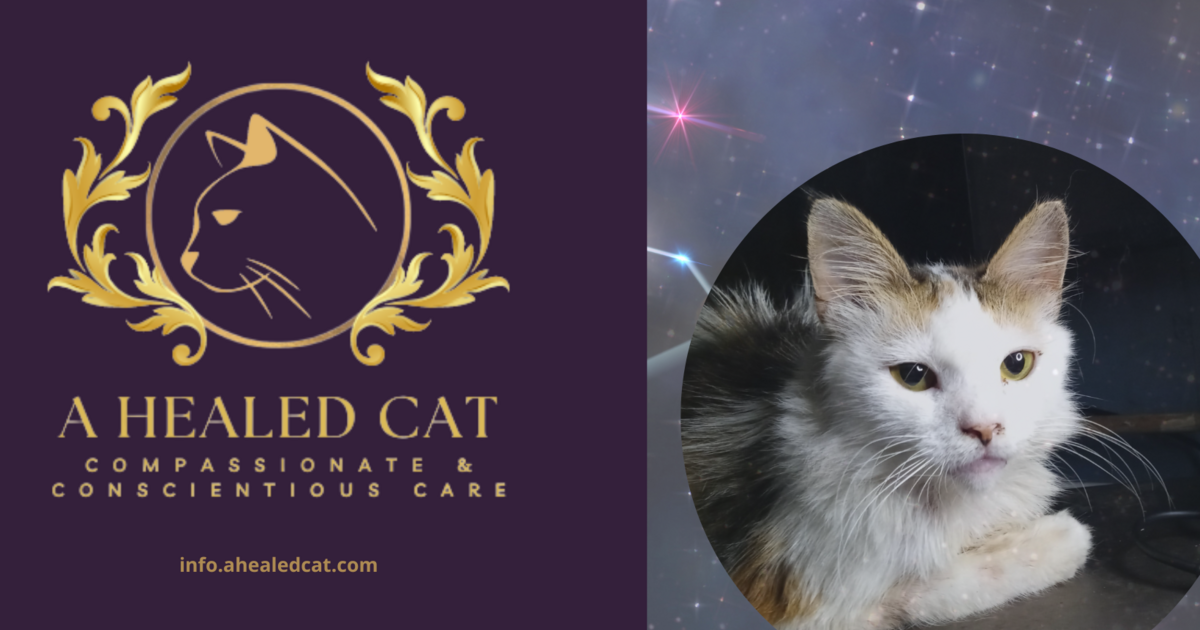 Limping Calici- Feline Calicivirus in Kittens