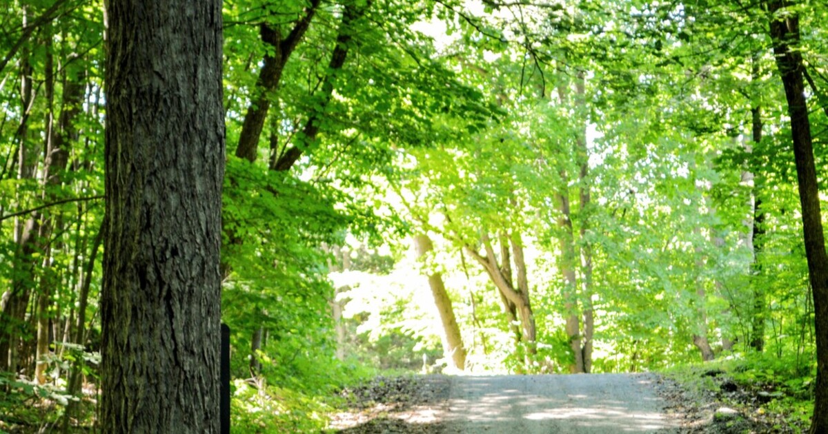 Join us beginning on Saturday to help plant Little Forests